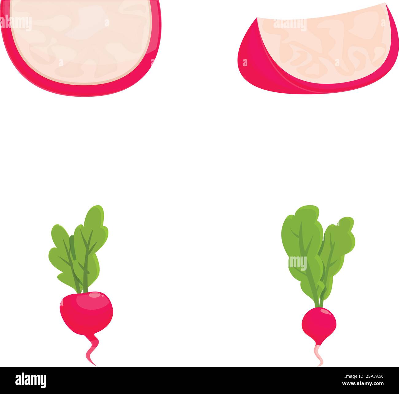 Colorful illustration featuring stylized ham slices and whole radishes ...