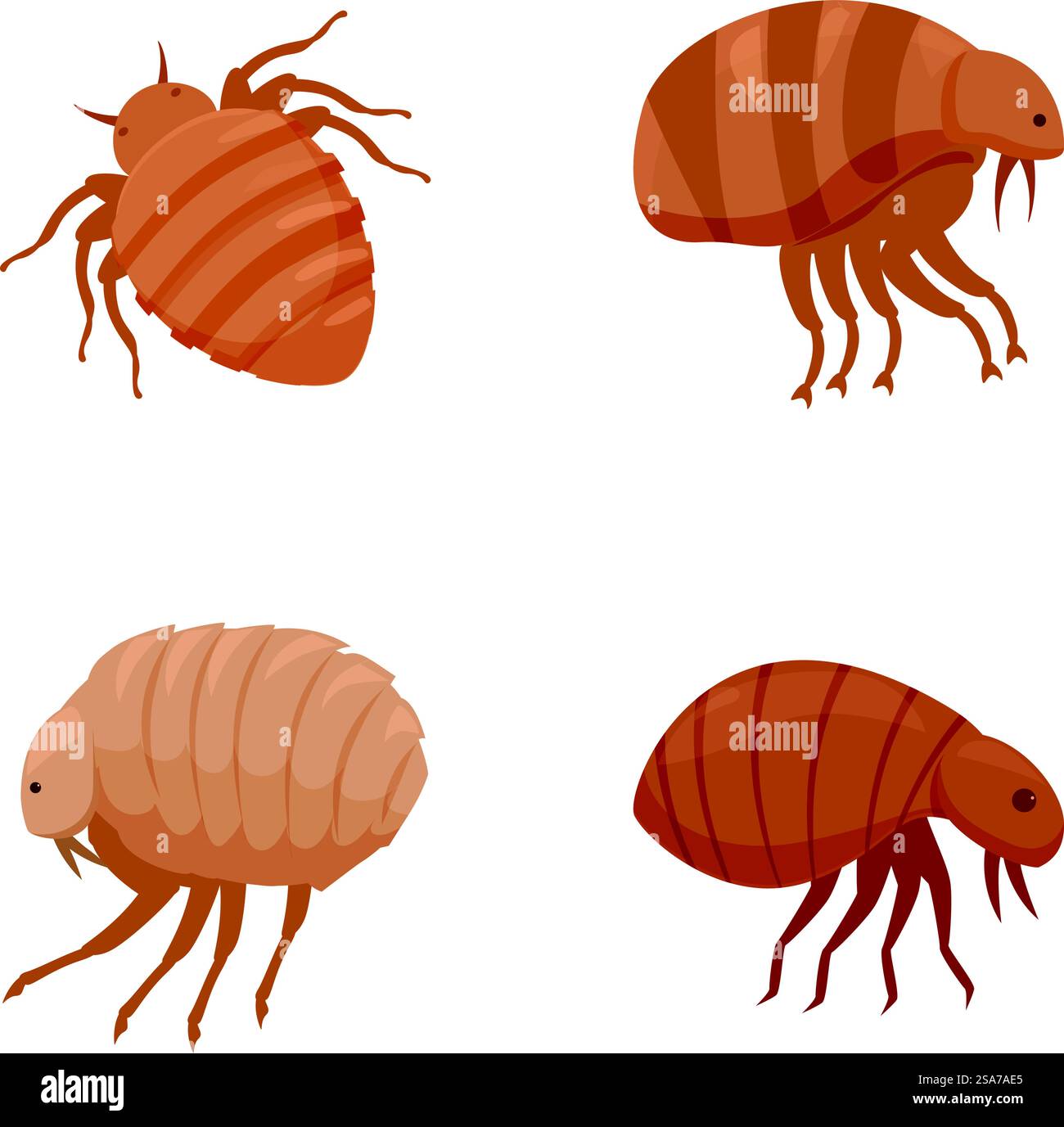 Four stylized cartoon illustrations of bed bugs isolated on a white ...