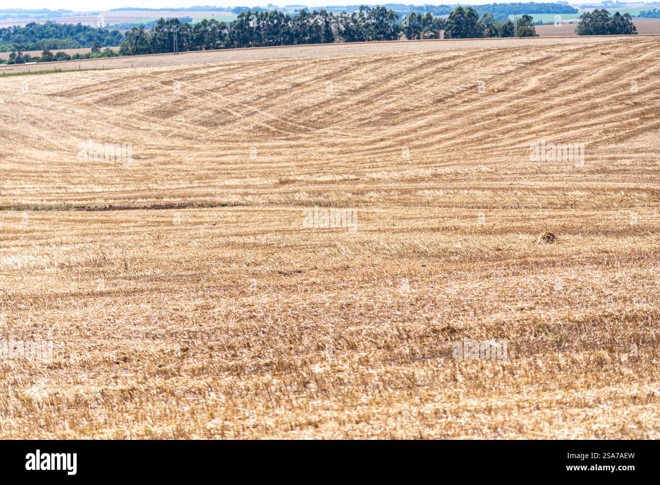 Agricultural production fields in southern Brazil Stock Photo - Alamy