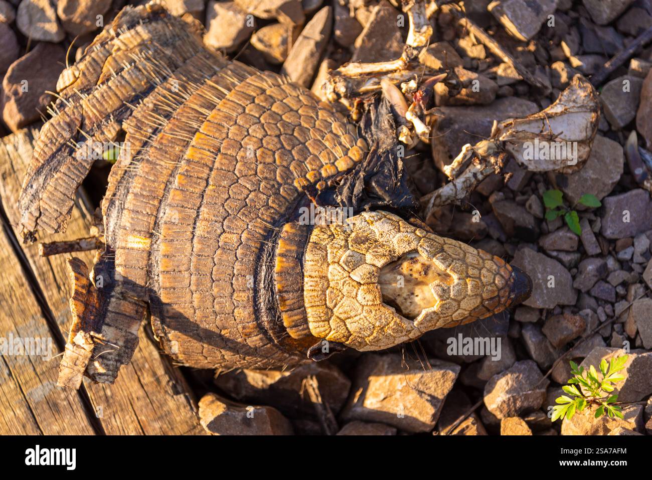 Shell conservation efforts hi-res stock photography and images - Alamy