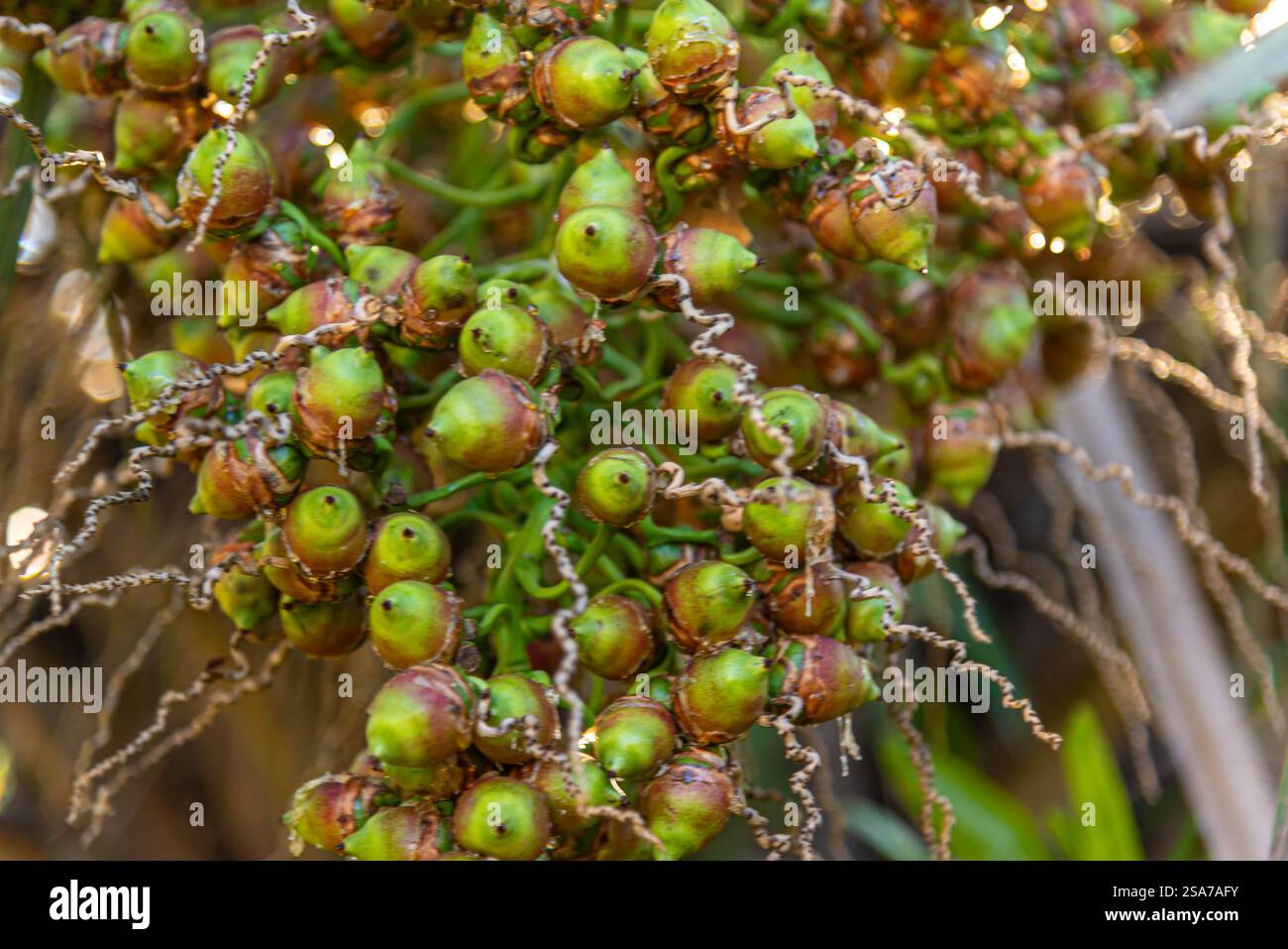 Butia odorata fruits in natura Stock Photo - Alamy