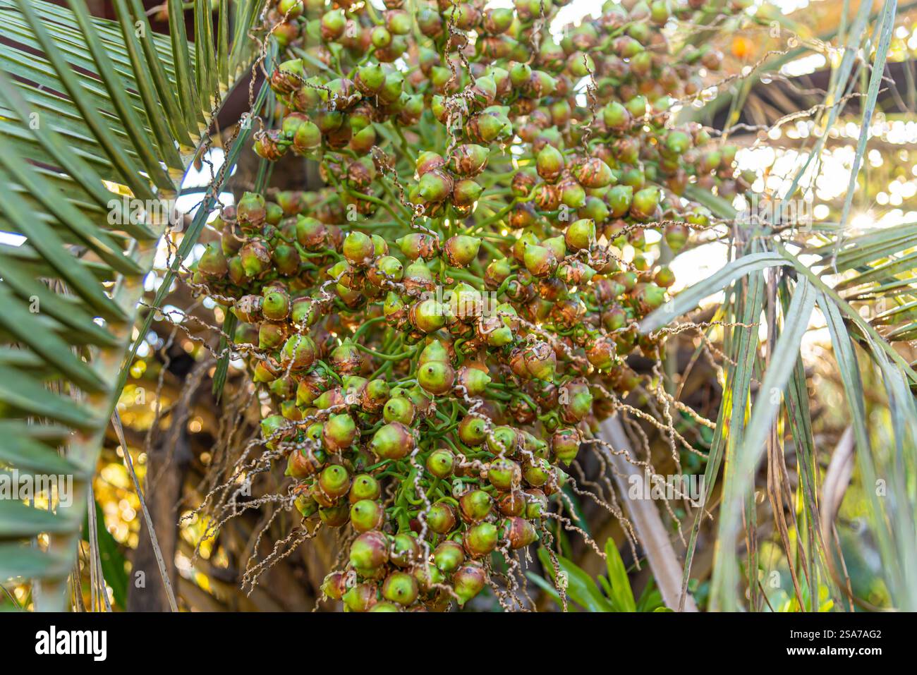 Butia odorata fruits in natura Stock Photo - Alamy
