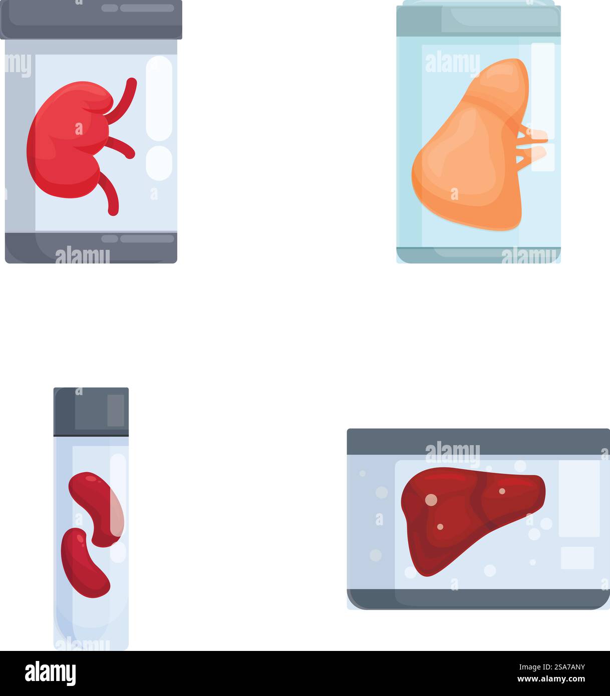 Illustration of human organs including heart, lungs, kidneys, and liver ...