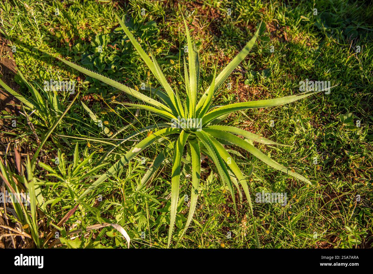 Eryngium horridum Malme leaves and plant Stock Photo - Alamy