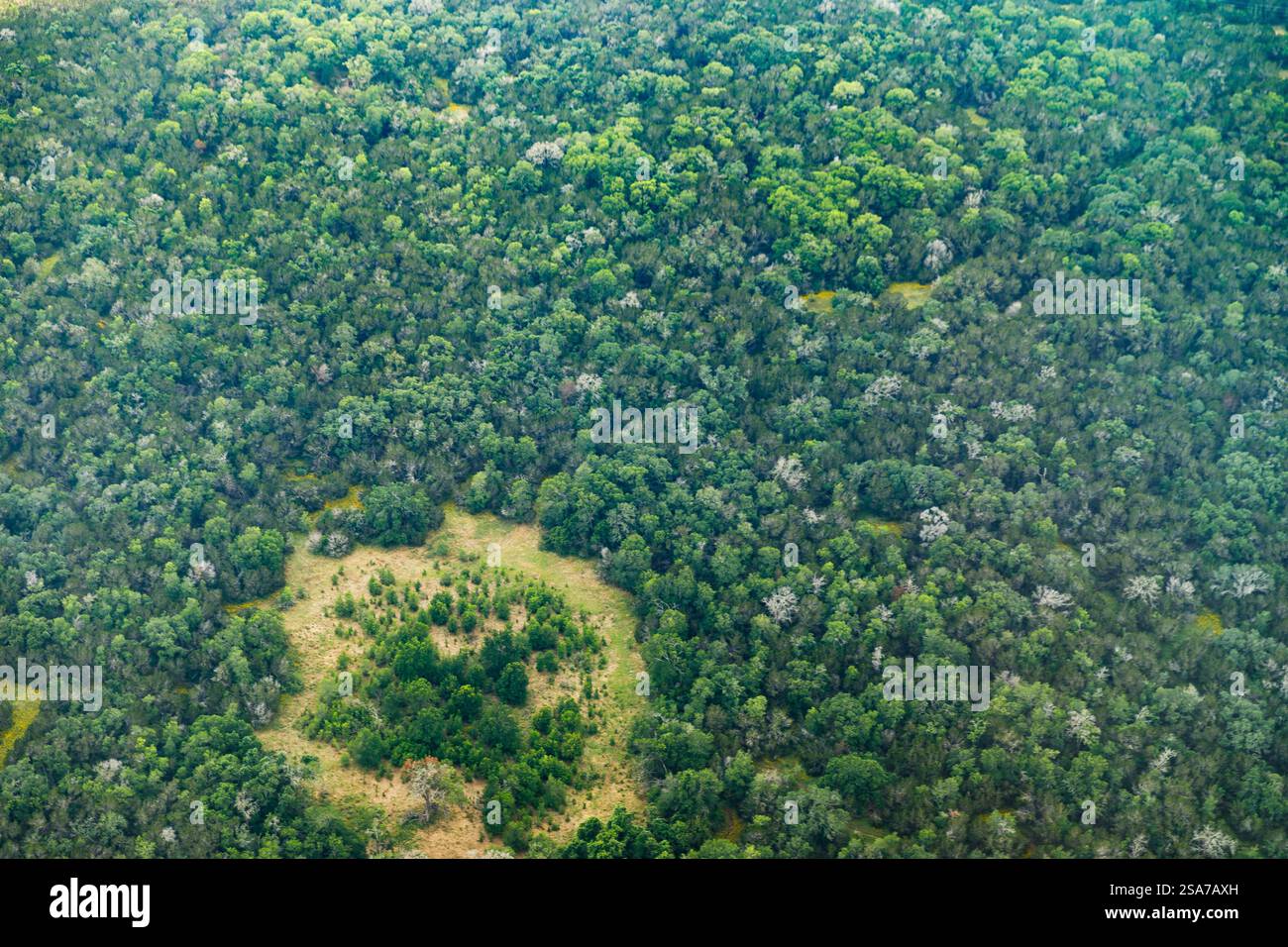 Aerial view of green tree tops and circular yellow meadow Stock Photo ...