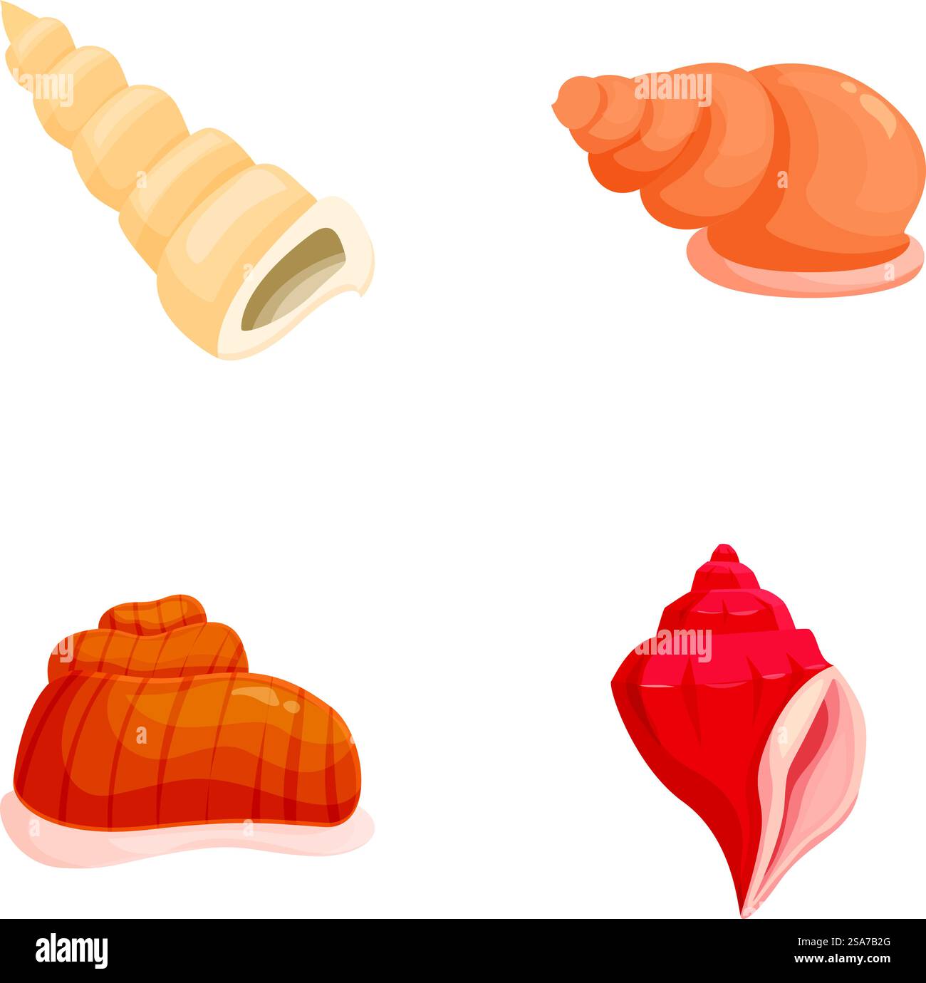 Four vector illustrations of assorted seashells isolated on a white ...