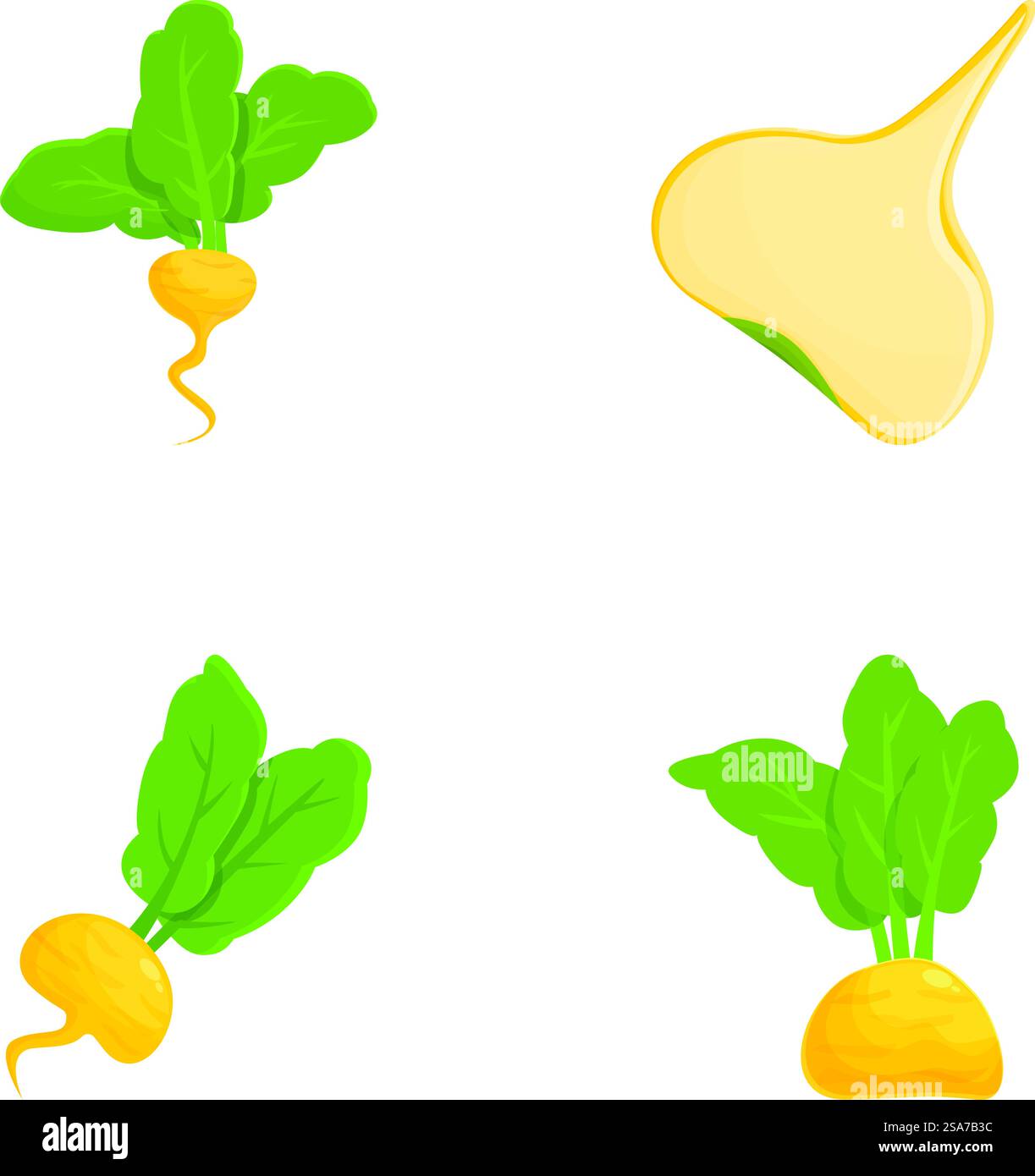 Assorted root vegetables illustrated in a flat design, isolated on a ...