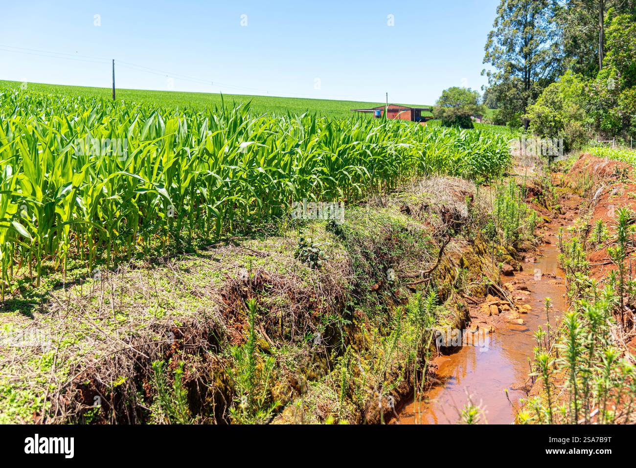 Irrigation channel in corn field in Brazil Stock Photo - Alamy