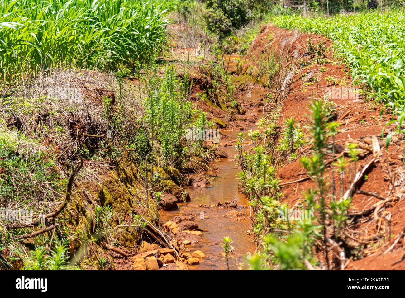 Irrigation channel in corn field in Brazil Stock Photo - Alamy