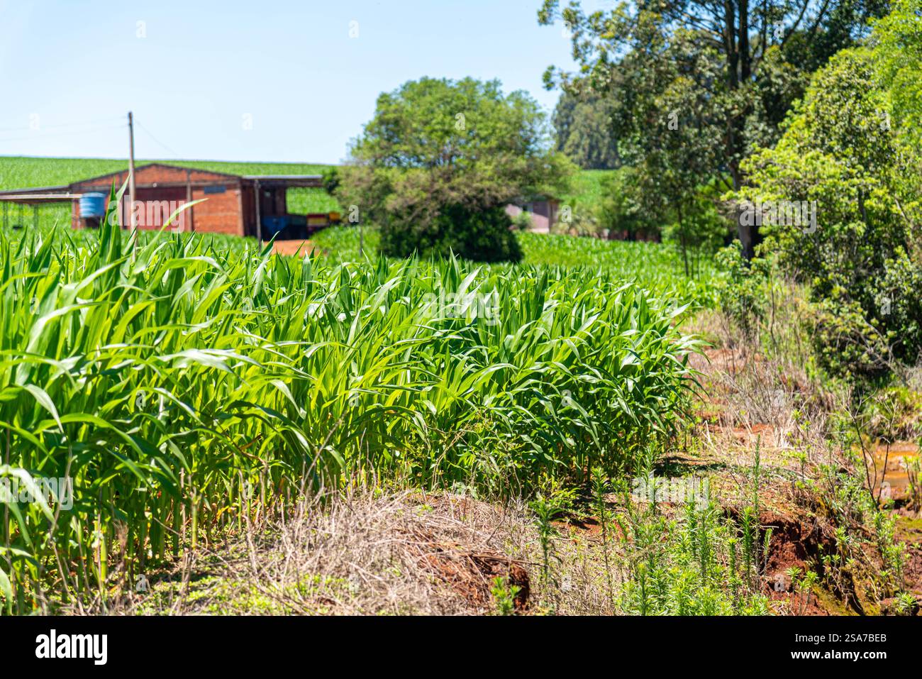 Irrigation channel in corn field in Brazil Stock Photo - Alamy