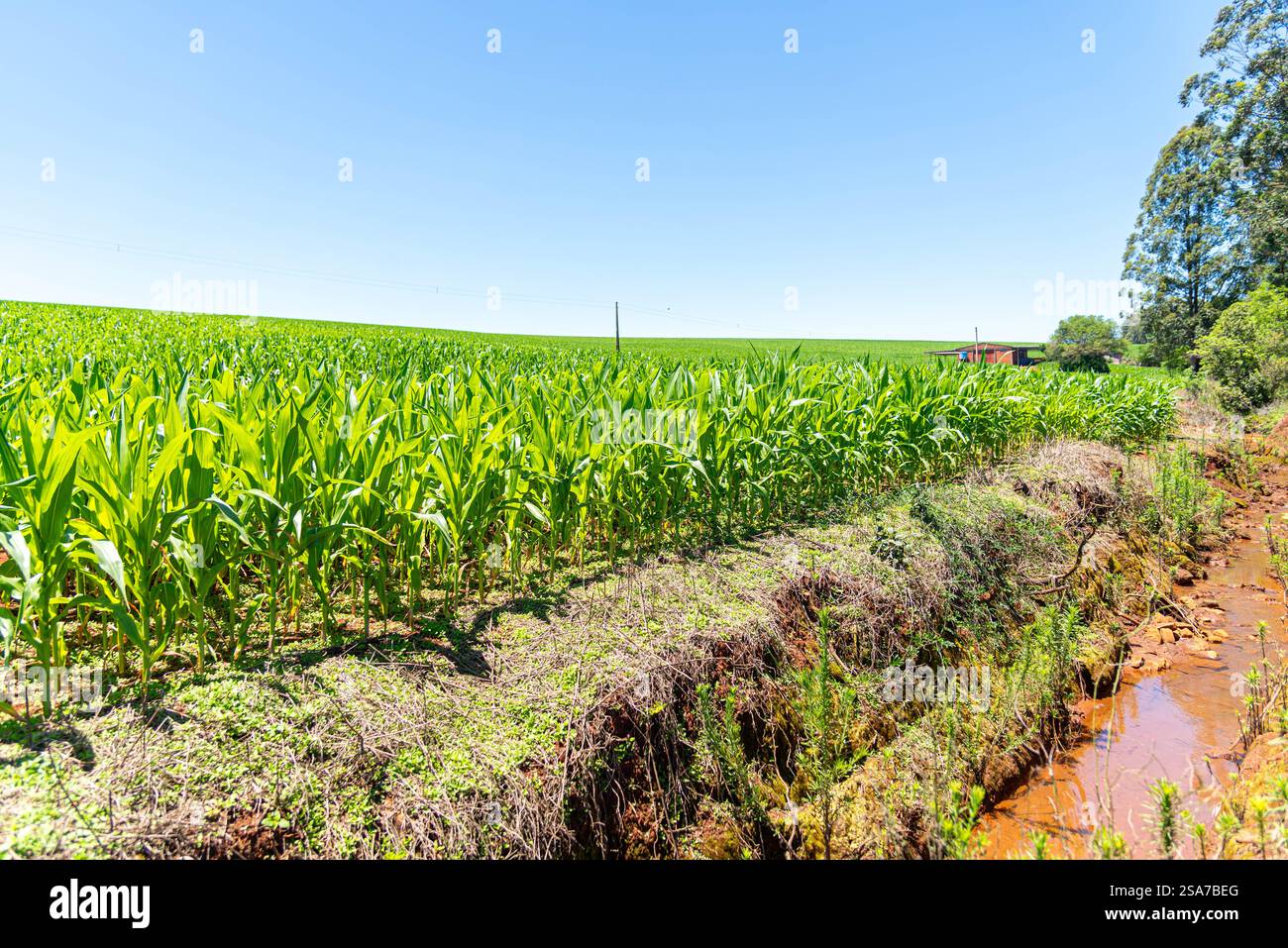 Irrigation channel in corn field in Brazil Stock Photo - Alamy