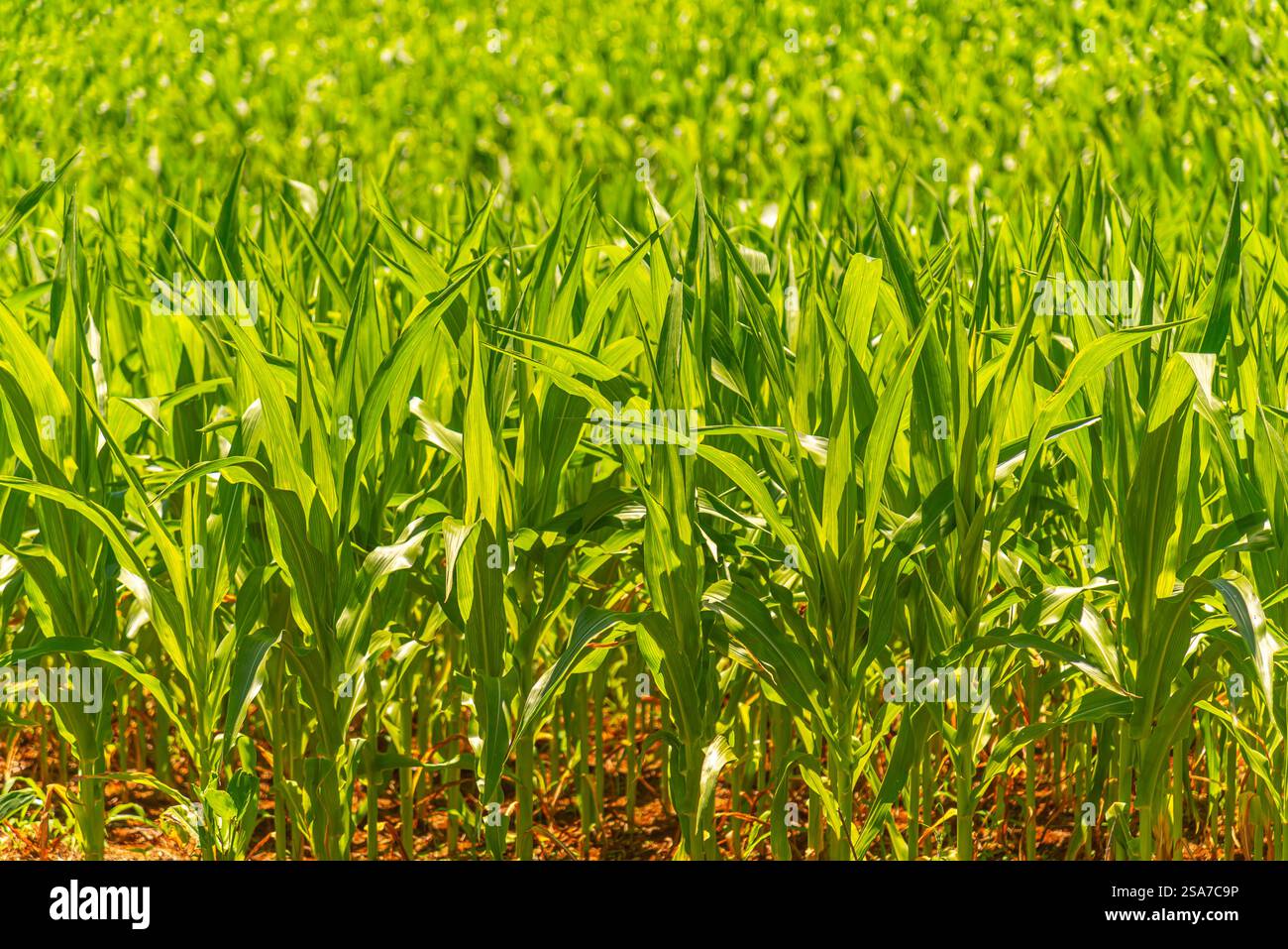 Planting corn for animal silage Stock Photo - Alamy