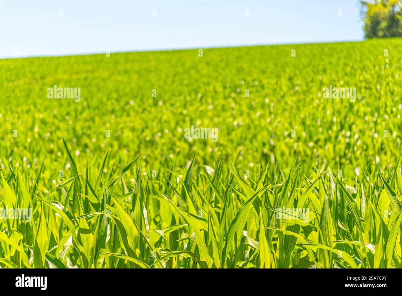 Planting corn for animal silage Stock Photo - Alamy