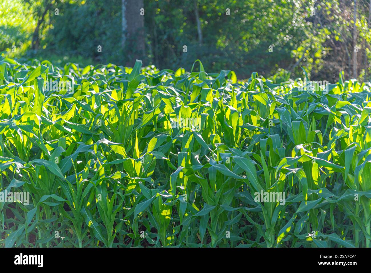 Planting corn for animal silage Stock Photo - Alamy
