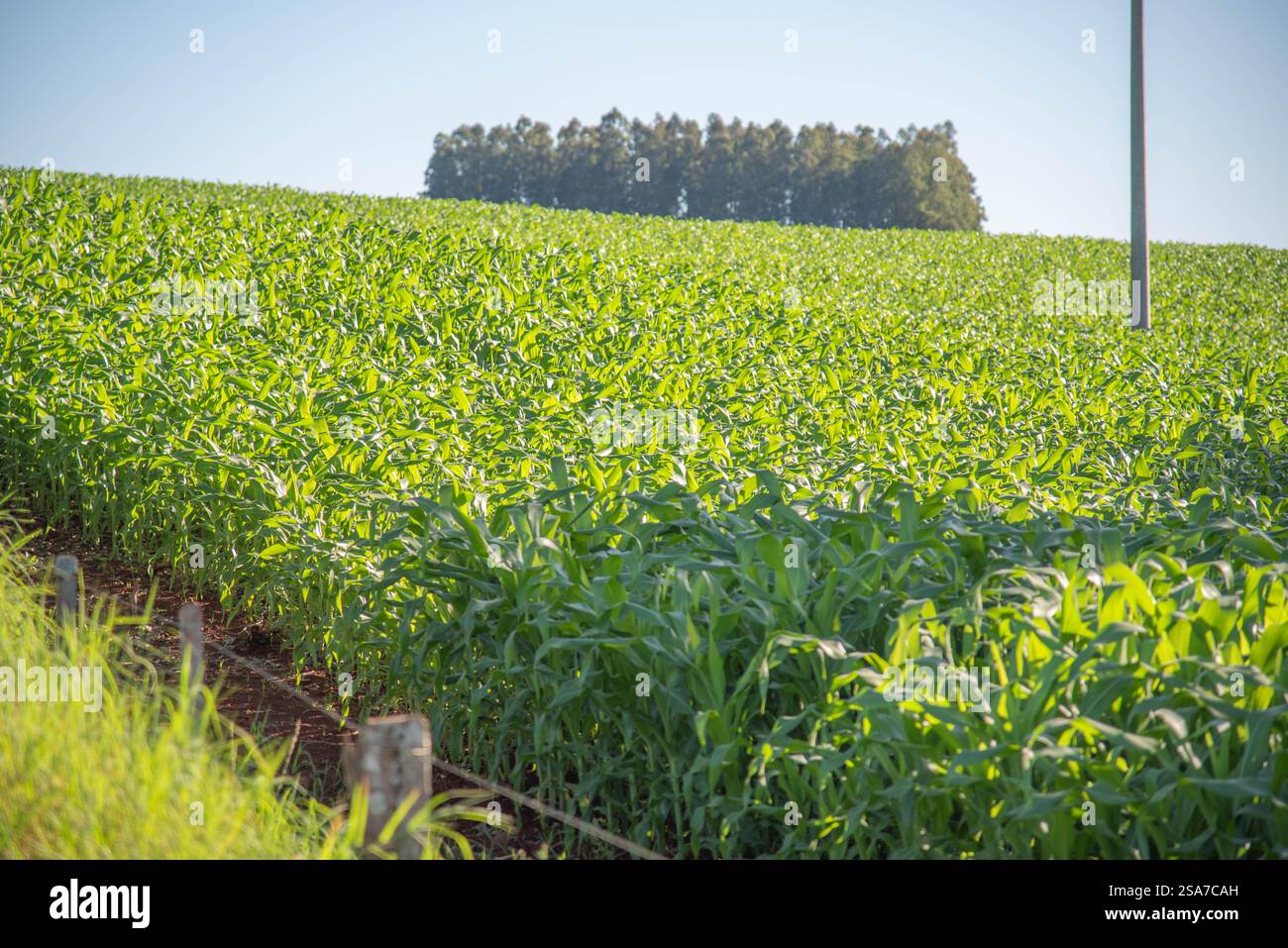 Planting corn for animal silage Stock Photo - Alamy