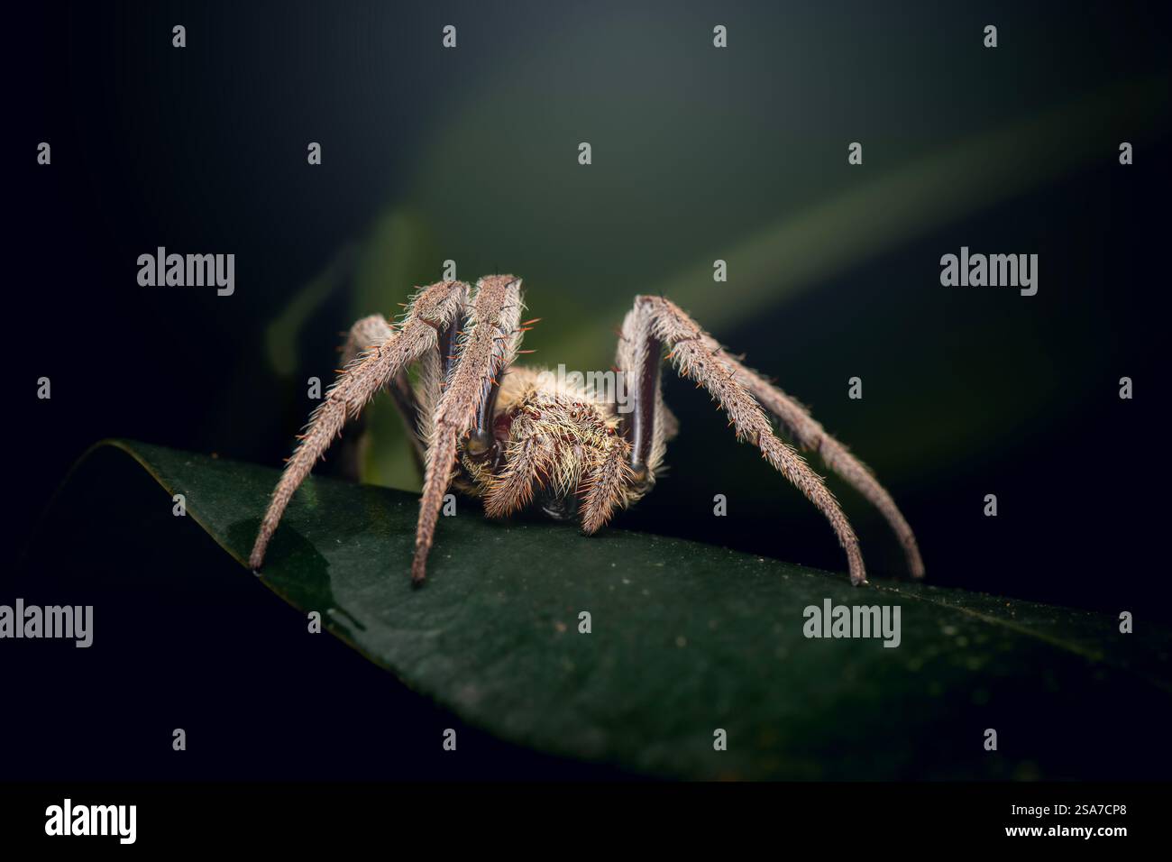The Australian Garden Orb Weaver is a common and fascinating spider ...