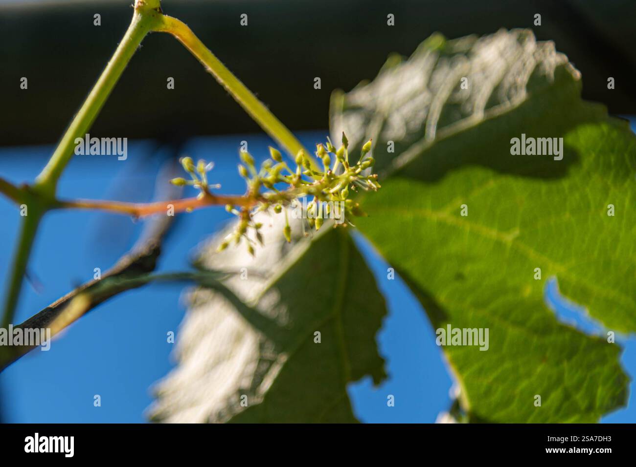 Vine leaves on natural background Stock Photo - Alamy