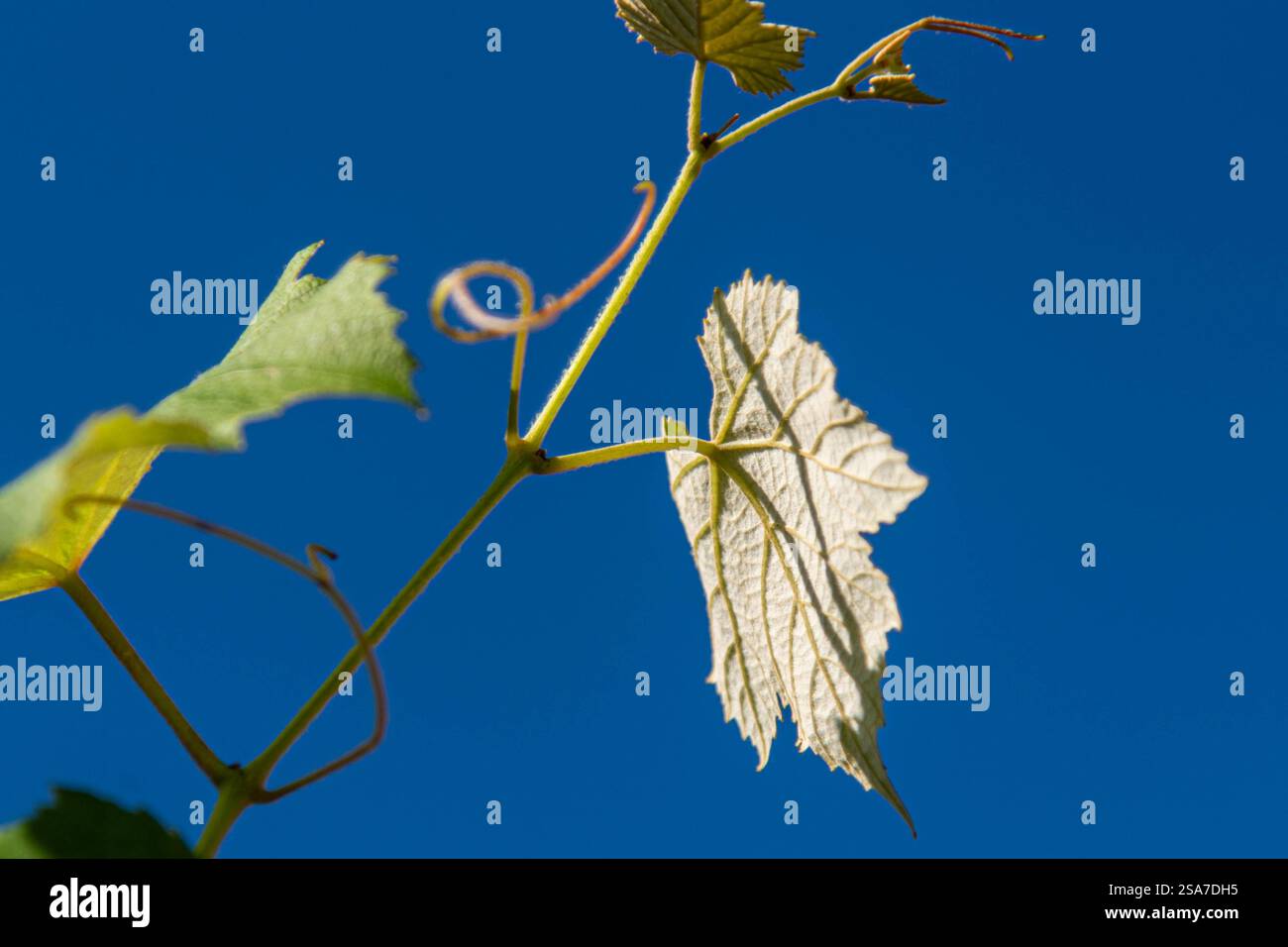 Rows vines on slopes grape hi-res stock photography and images - Alamy