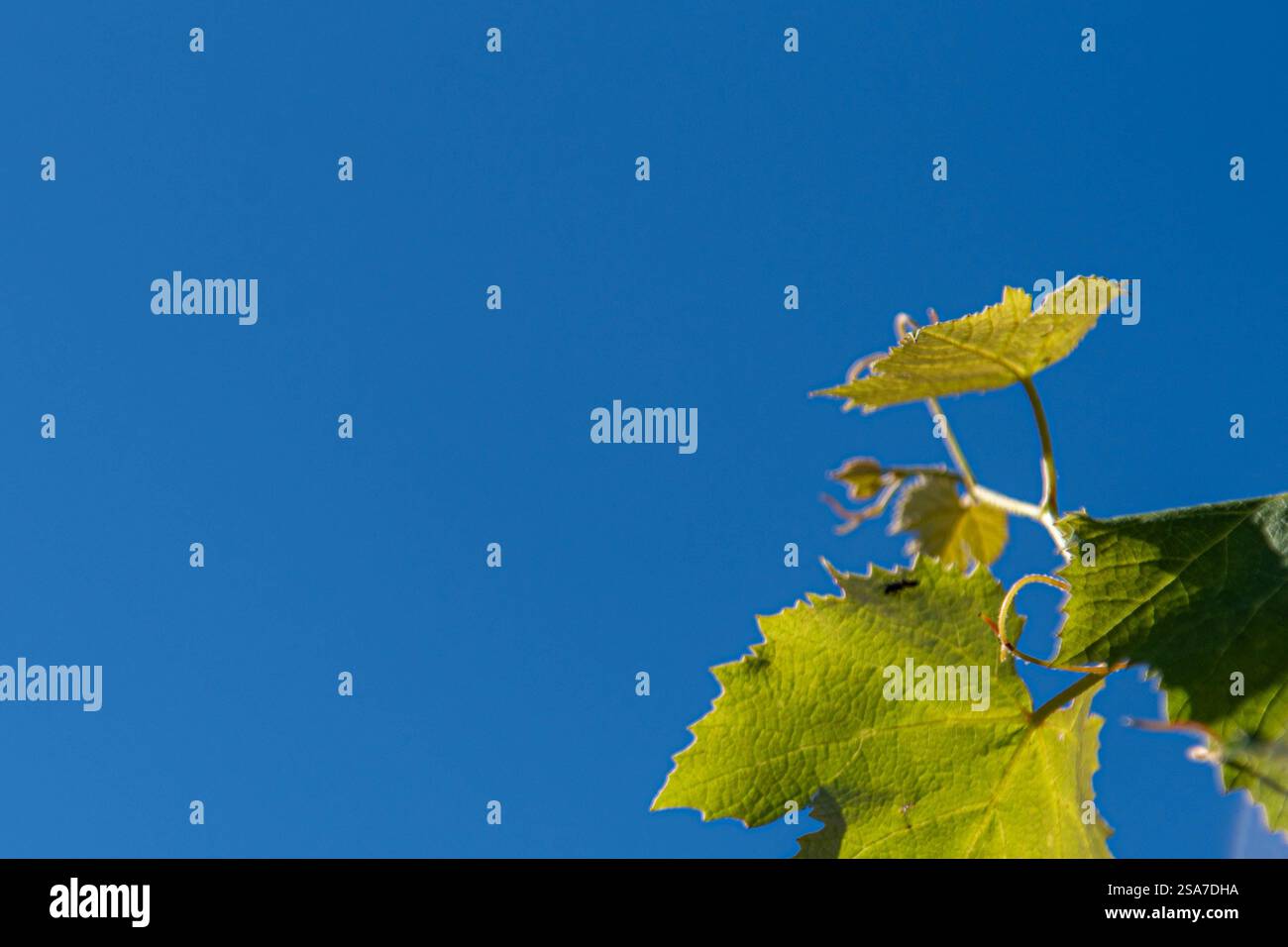 Rows vines on slopes grape hi-res stock photography and images - Alamy