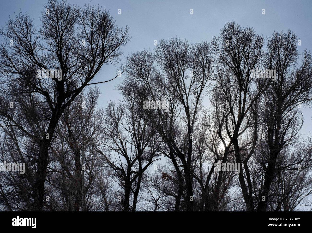 January 20, 2025: Late afternoon deep winter light is a prelude to a ...