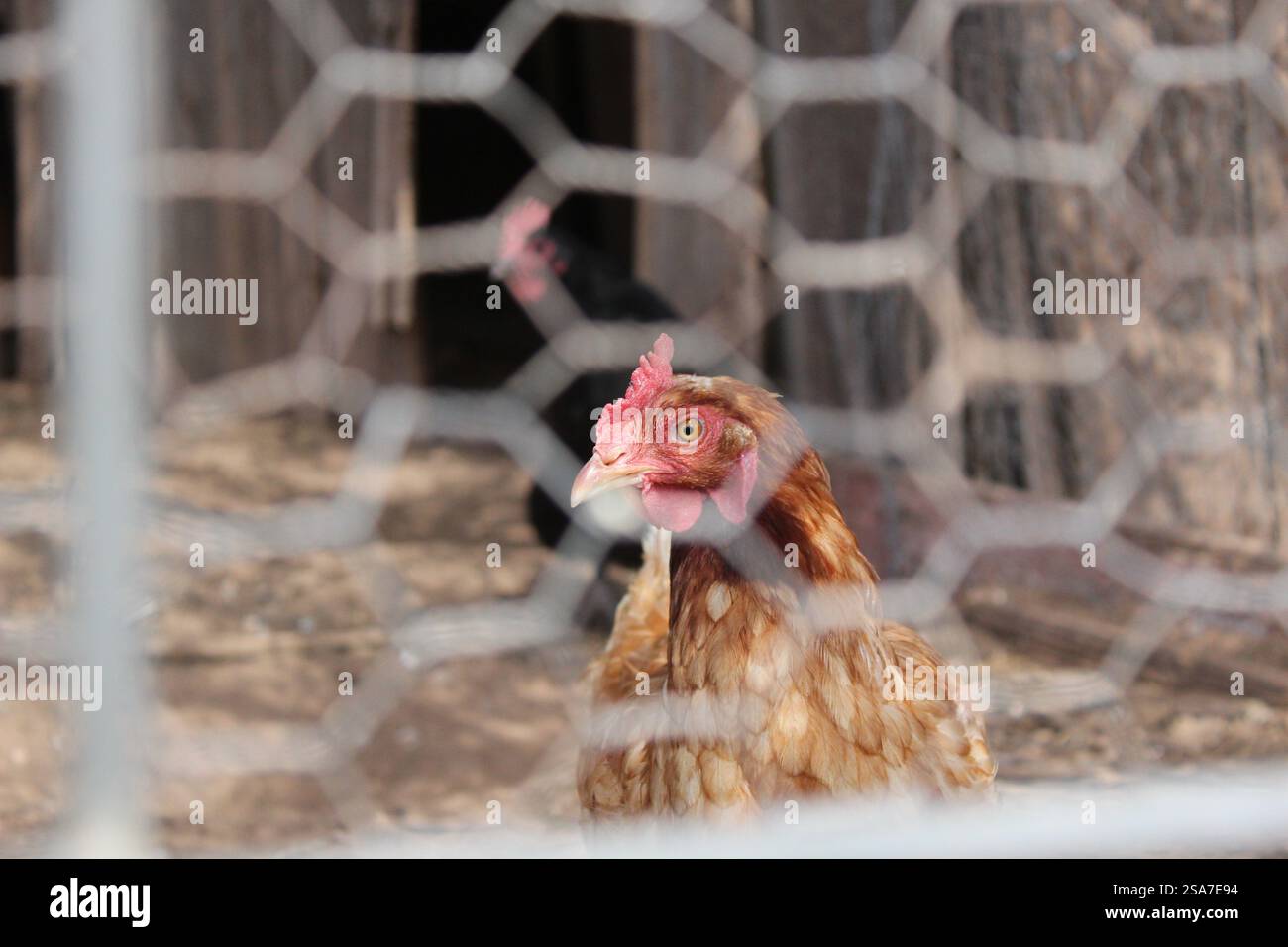 Chicken behind a fence Stock Photo - Alamy
