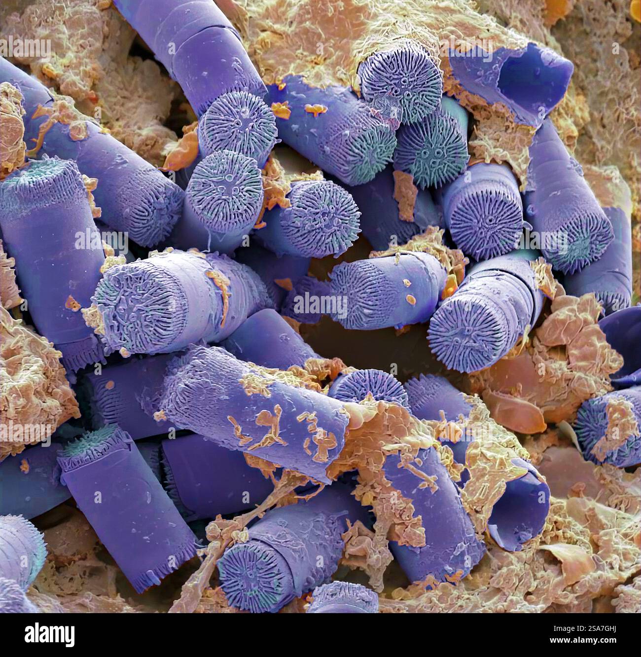 Soil diatoms, coloured scanning electron micrograph (SEM). Although ...