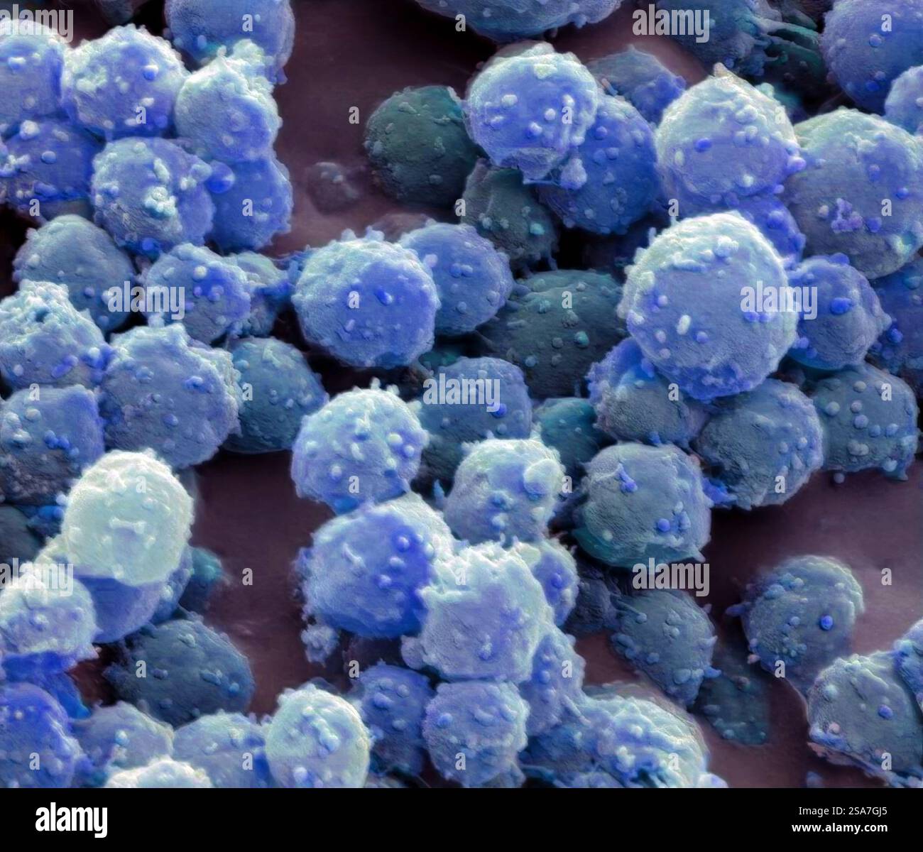 Archaea Coloured Scanning Electron Micrograph Sem Archaea Are A
