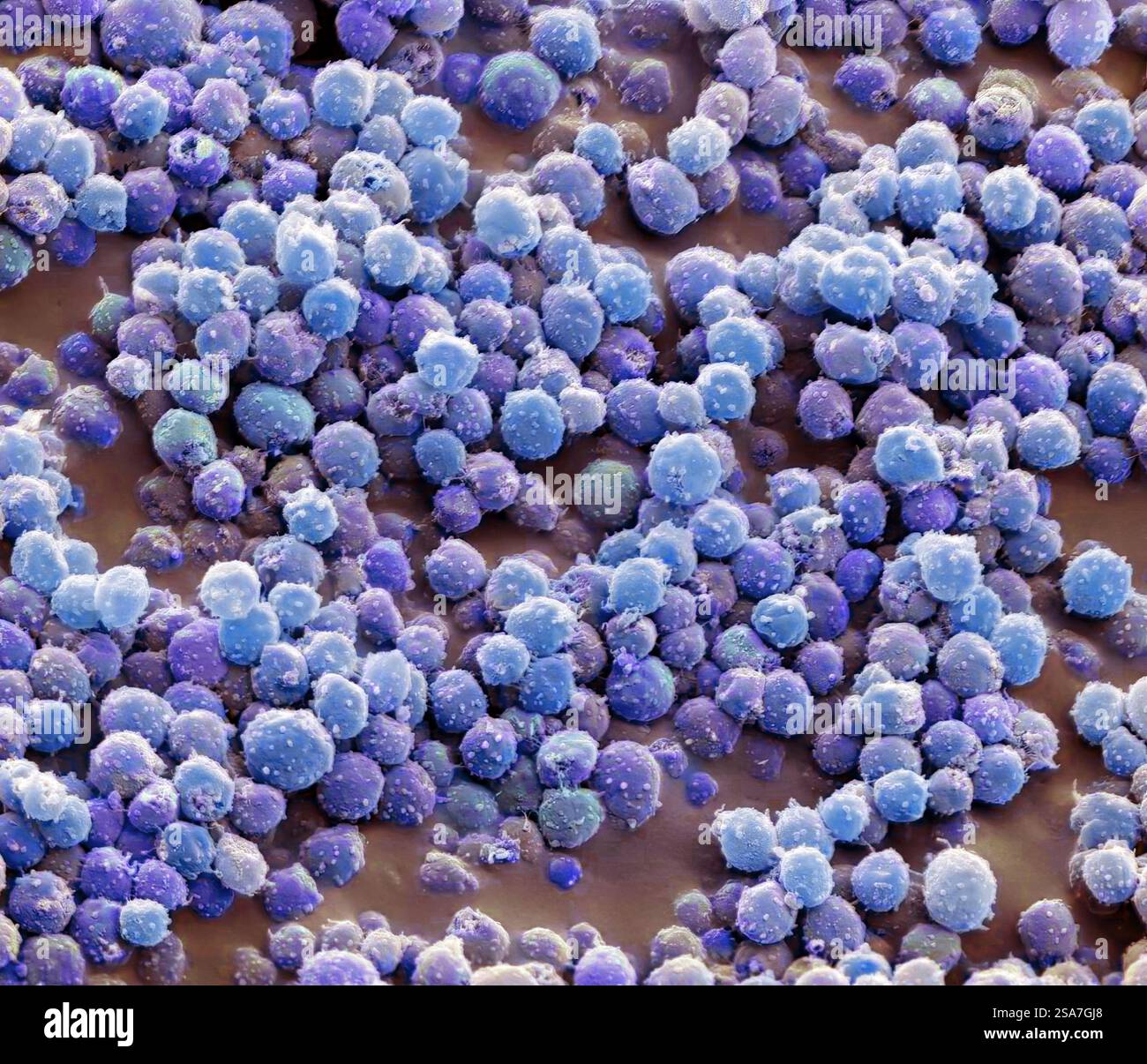 Archaea, coloured scanning electron micrograph (SEM). Archaea are a ...