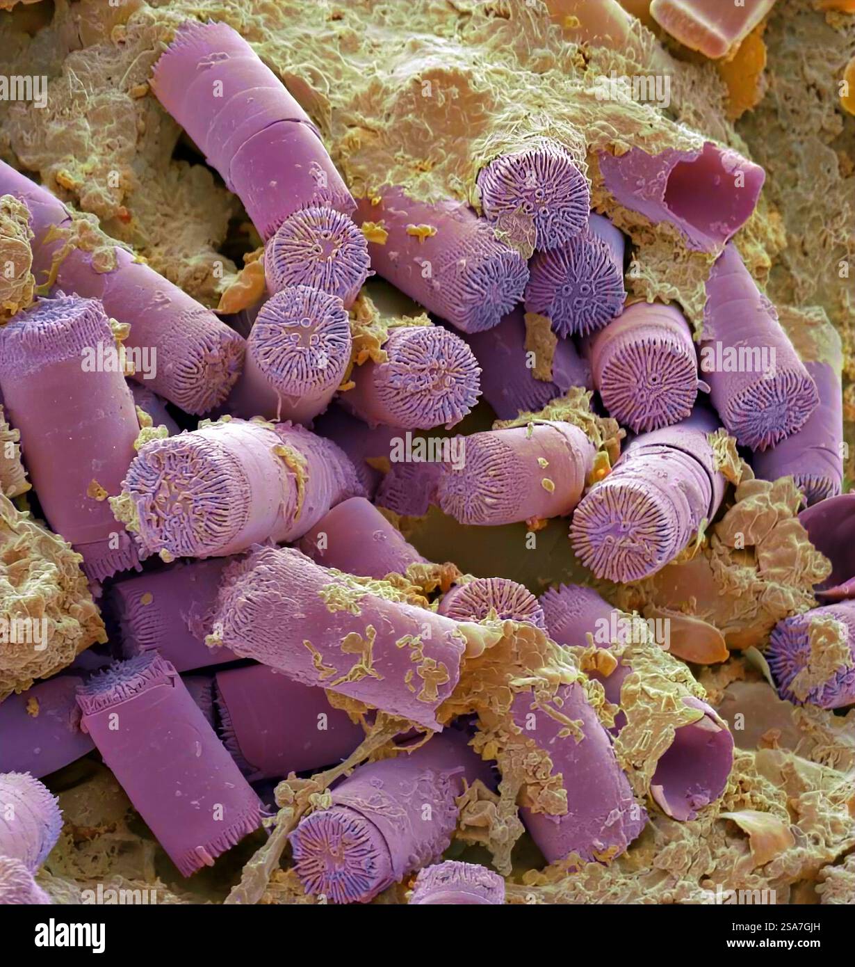 Soil diatoms, coloured scanning electron micrograph (SEM). Although ...