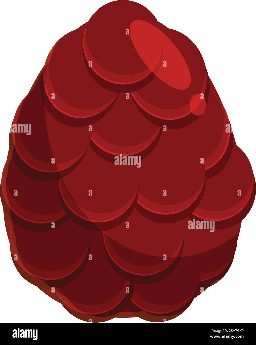 Red raspberry fruit growing on branch ready for harvest. Ripe raspberry ...