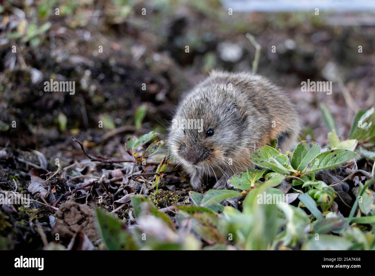 Brown lemming in the tundra Stock Photo - Alamy