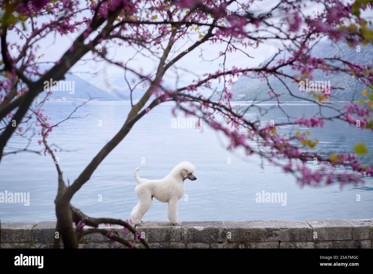 A white Poodle stands under a blooming tree by the lake. The vibrant ...