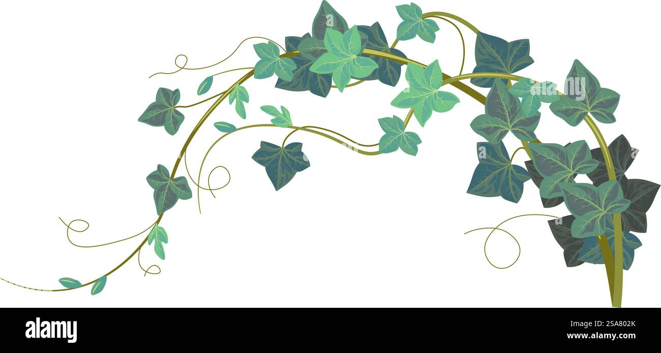 Plant diversity in rainforest Stock Vector Images - Alamy