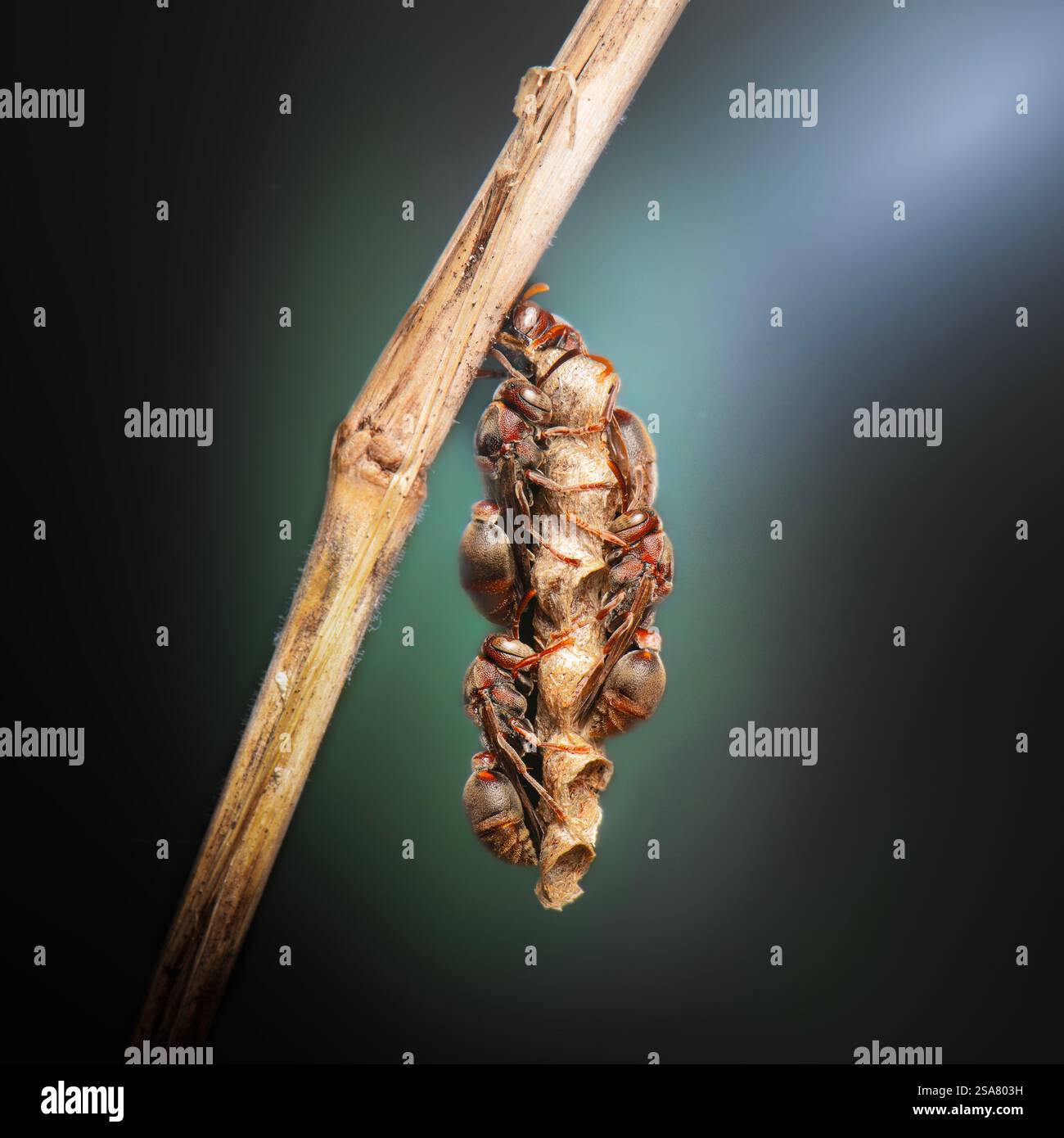 Paper wasps have slender bodies with long legs, they are typically ...