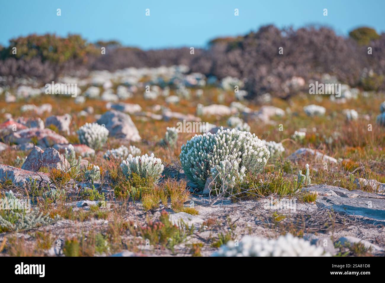 Wilderness, grass and bush with nature landscape for travel destination ...