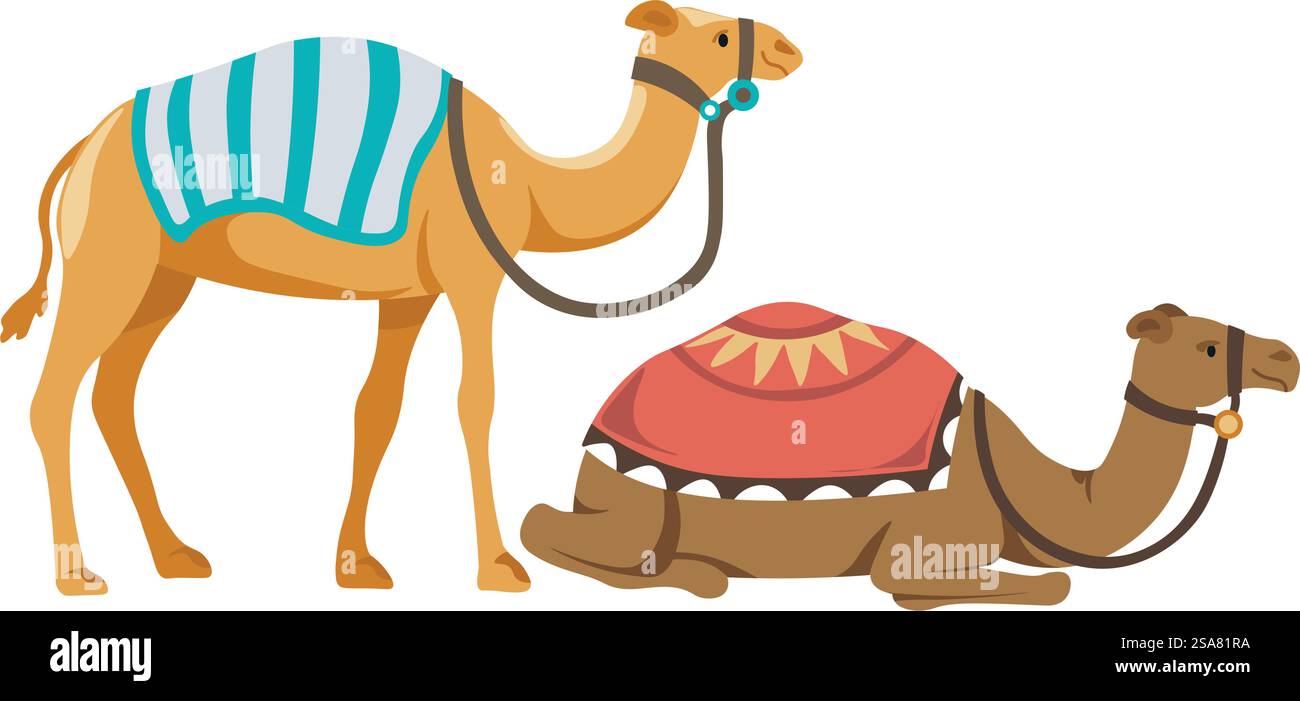 Camel animals with ropes and covers on back for tourist to seat ...