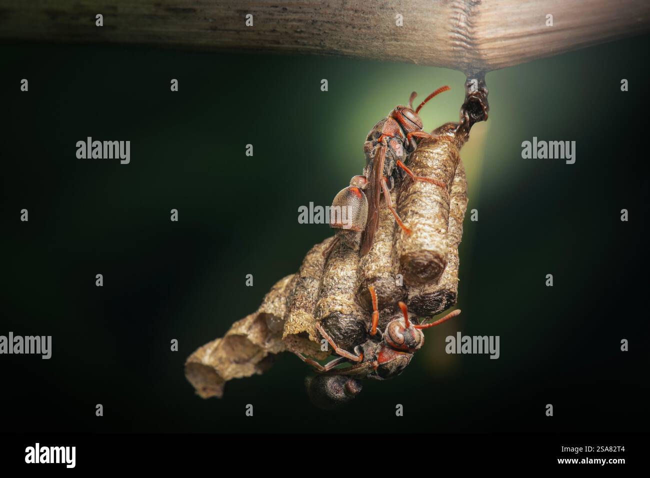 Paper wasps have slender bodies with long legs, they are typically ...