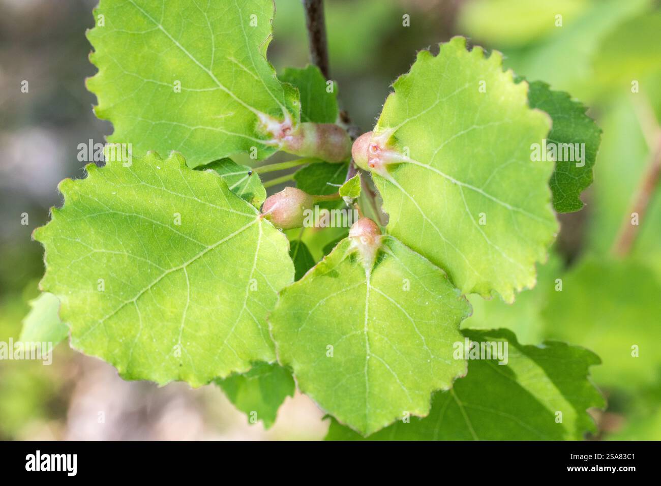 Contarinia petioli gall in the petiole of Populus tremula, southwestern ...