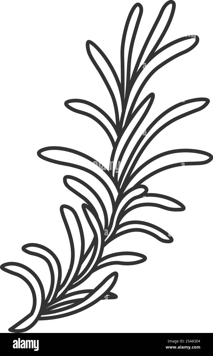 Drawn rosemary plant, herb spices for cooking and preparing dishes and ...