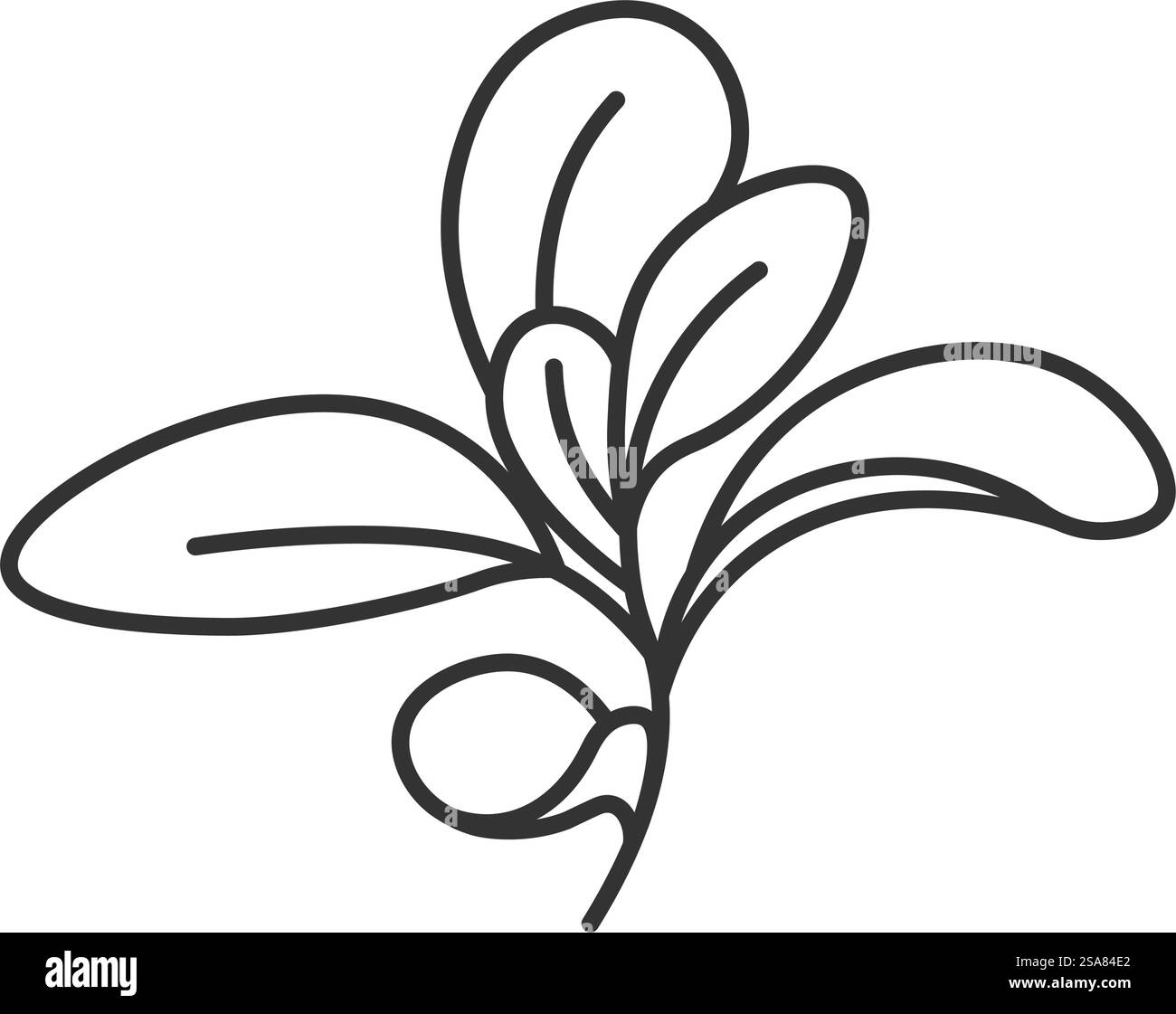 Minimalist marjoram drawing, perennial herbs for cooking and preparing ...