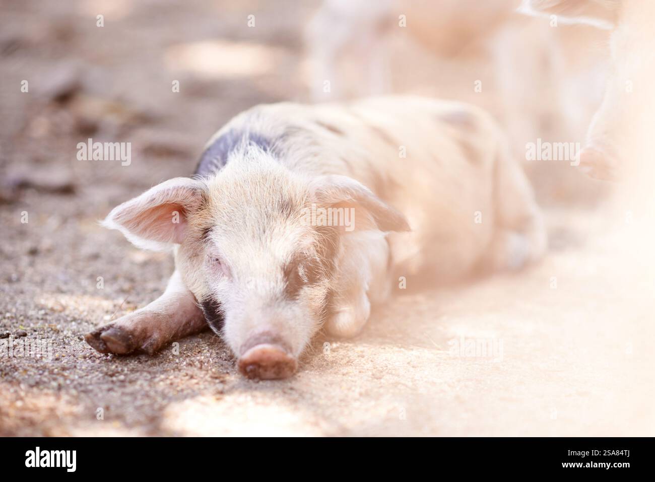 Pig, sleeping and rest on farm for growth, sustainable business and ...