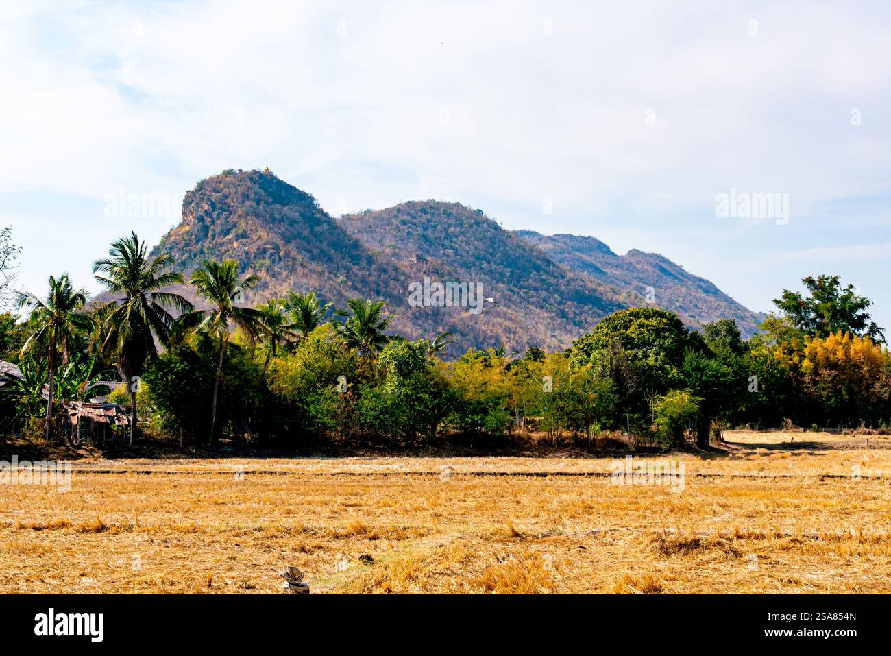 View of dry paddy field after harvesting with farmer house and high ...