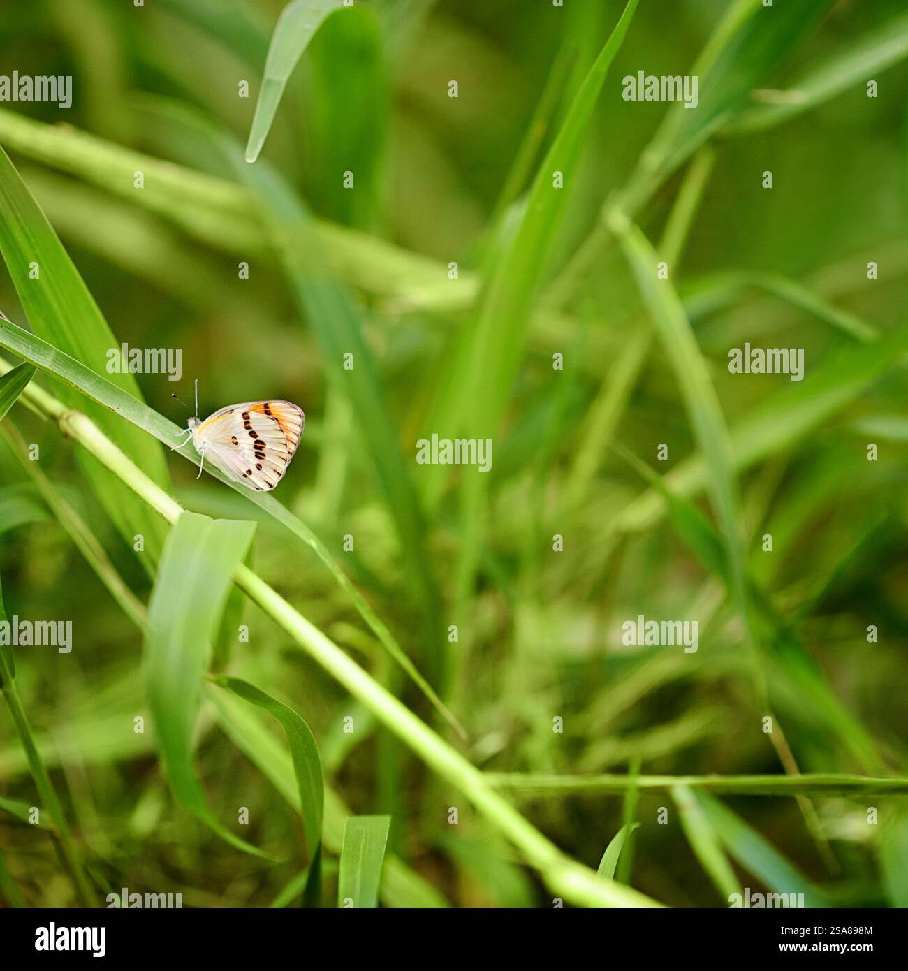 Grass, butterfly and plants in nature for growth, habitat creation and ...