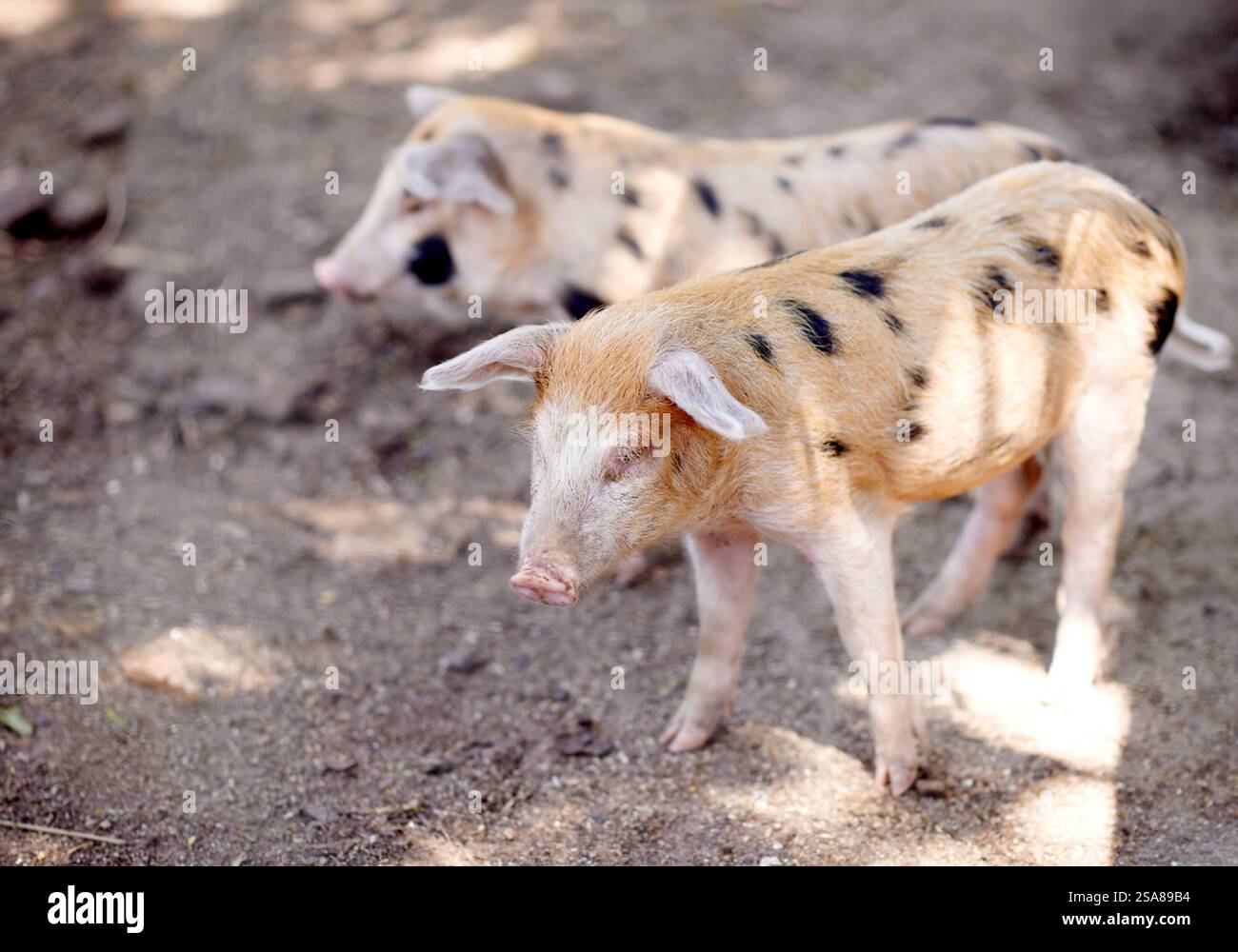 Pig, outdoor or walking on farm for growth, sustainable business and ...