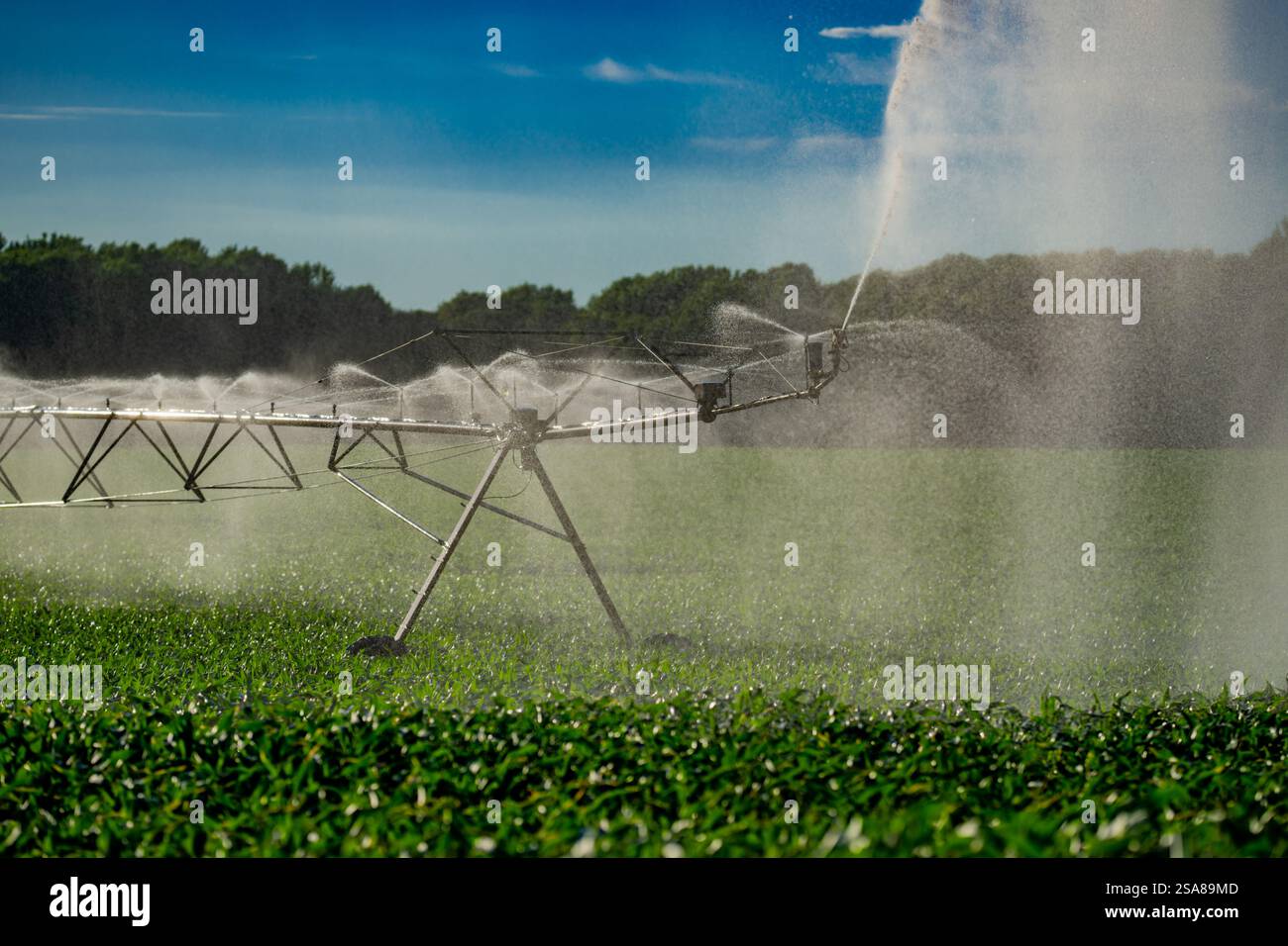 Irrigation system is watering summer field. Automatic Sprinkler ...
