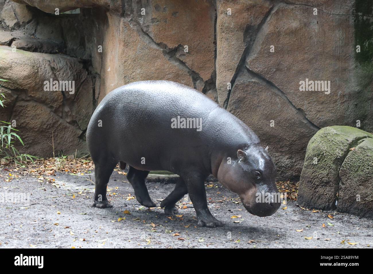 close-up pygmy hippopotamus in profile against granite rock Stock Photo ...