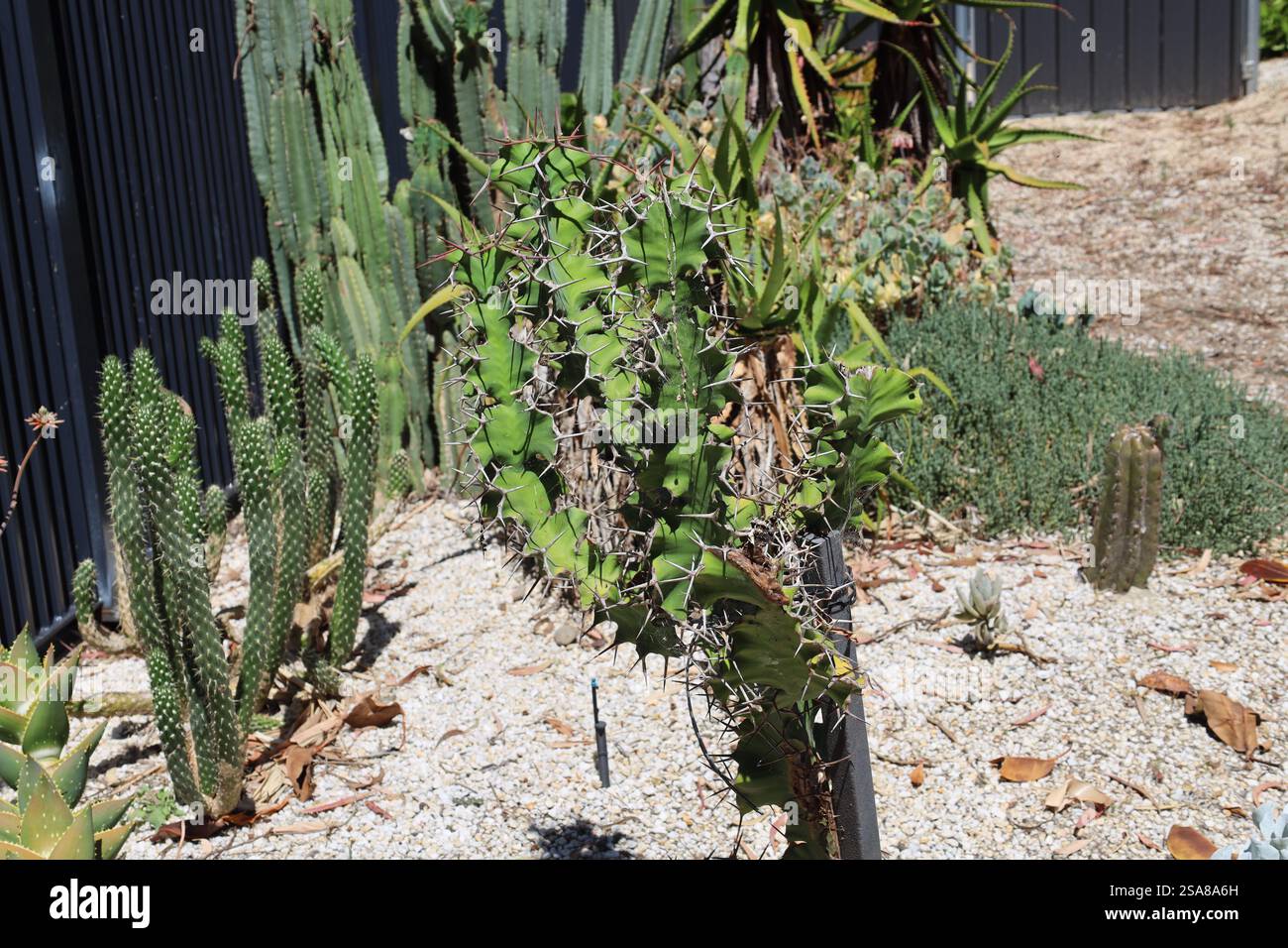 Succulents mixed in grass hi-res stock photography and images - Alamy