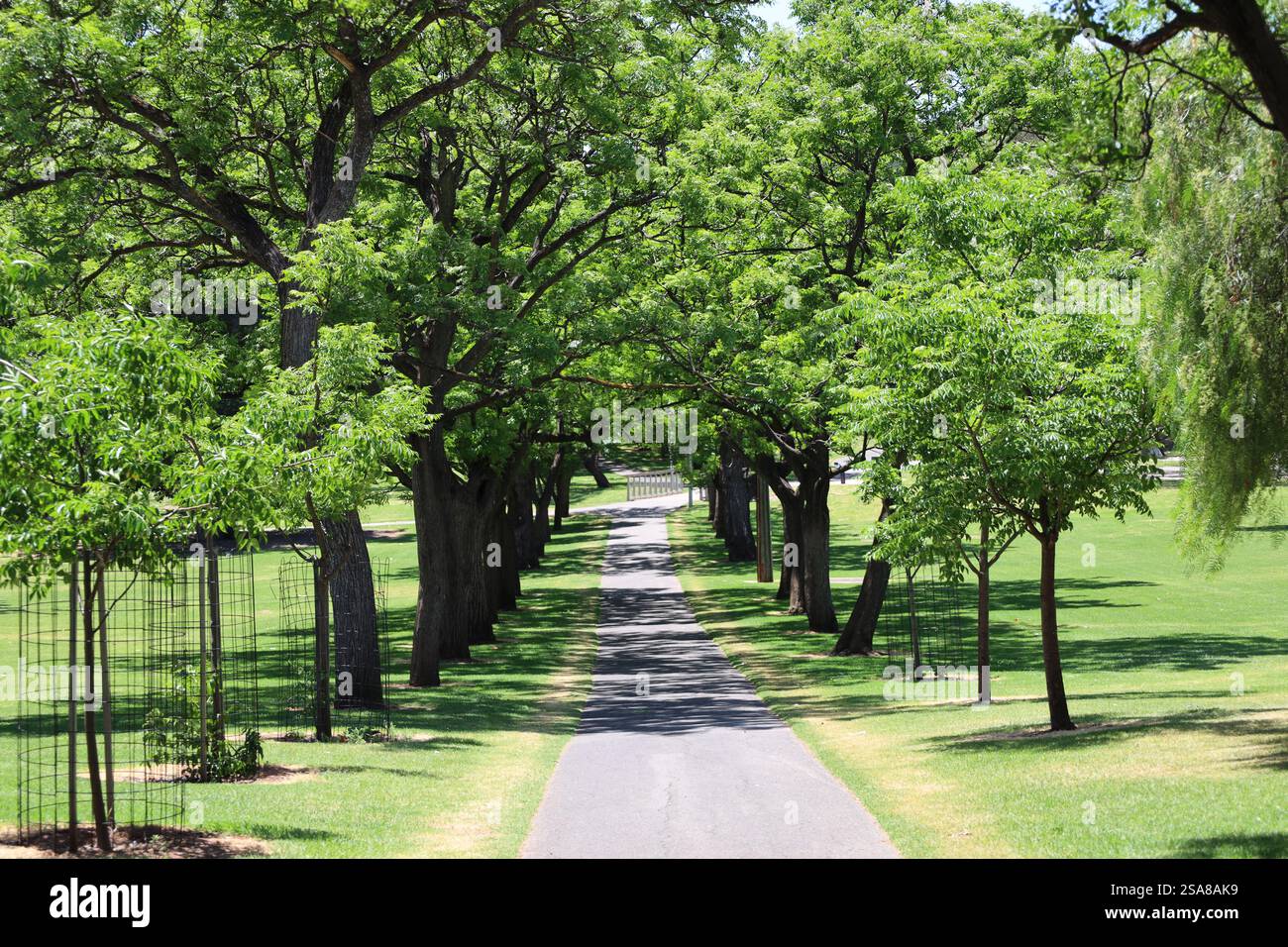 Paved tree shaded walking hi-res stock photography and images - Alamy