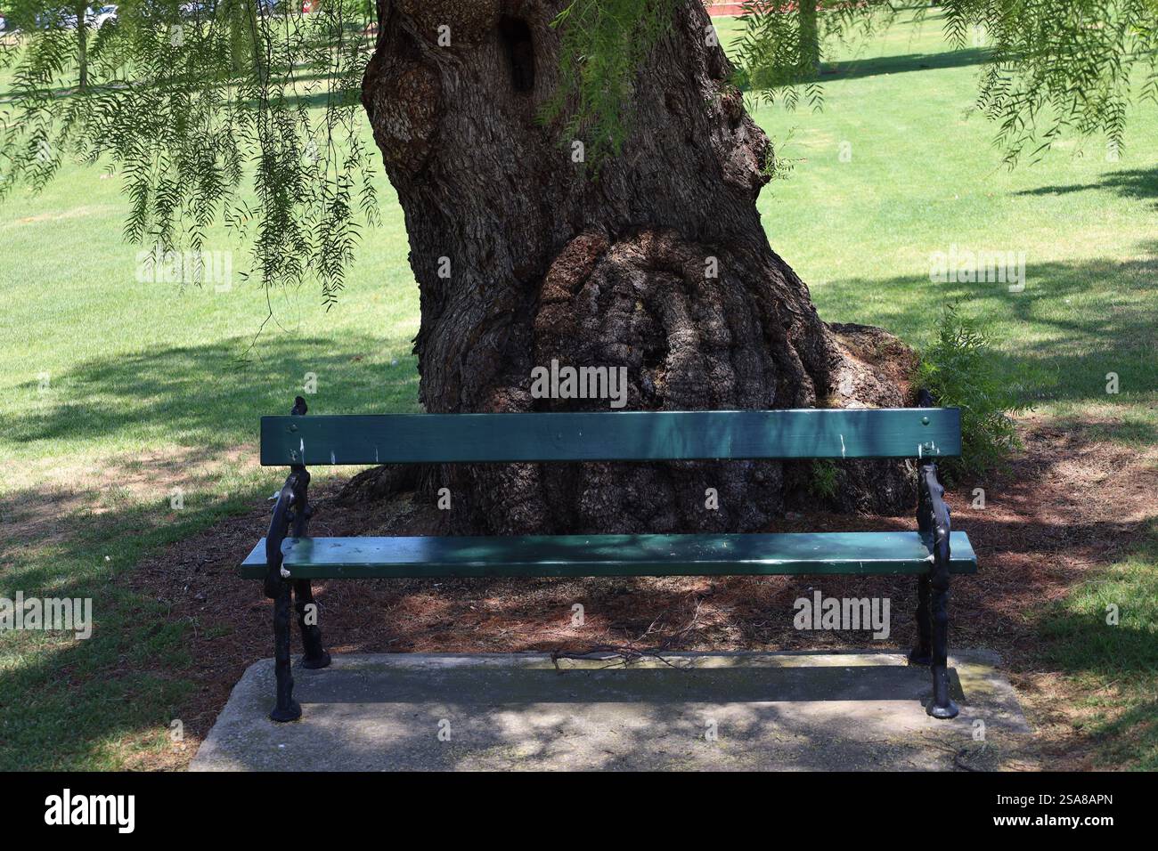 wide-angle sun dappled shady bench at the base of a large tree with ...