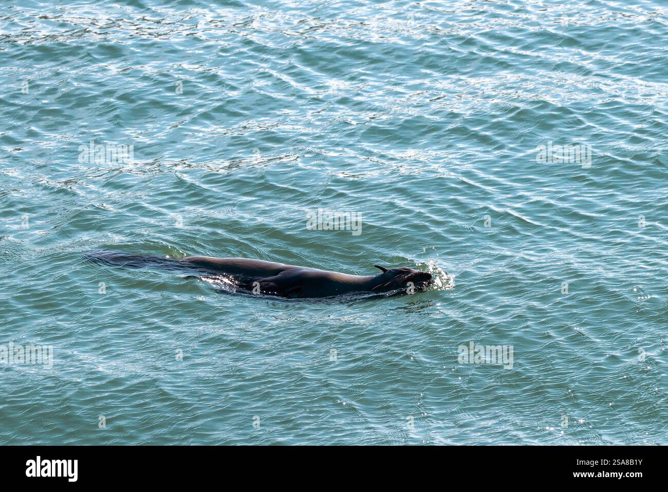 South African Cape fur seal swims in the green water of the Atlantic ...